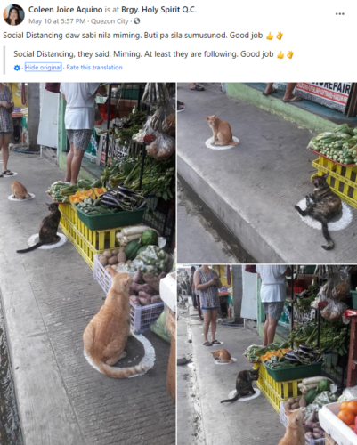 Cats and Dogs Are Observing Social Distancing, Showing Quarantine ...