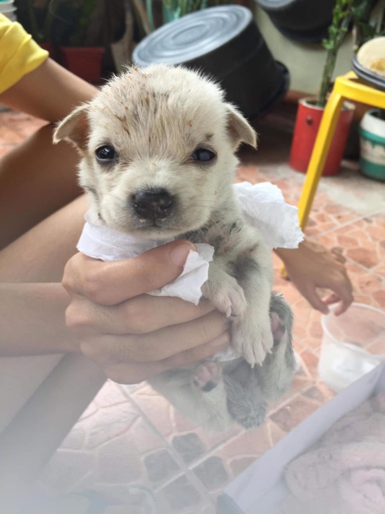 Kind Adopter Takes In Prima The Aspin, Now A Happy, Snow-White Dog