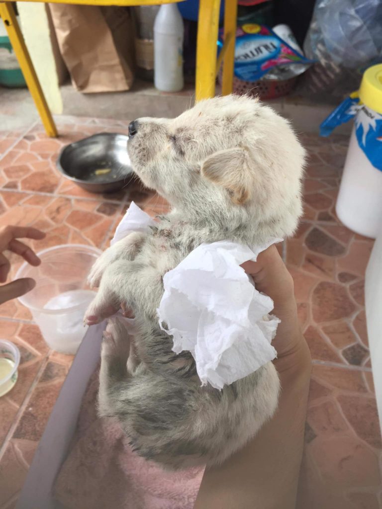 Kind Adopter Takes In Prima The Aspin, Now A Happy, Snow-White Dog