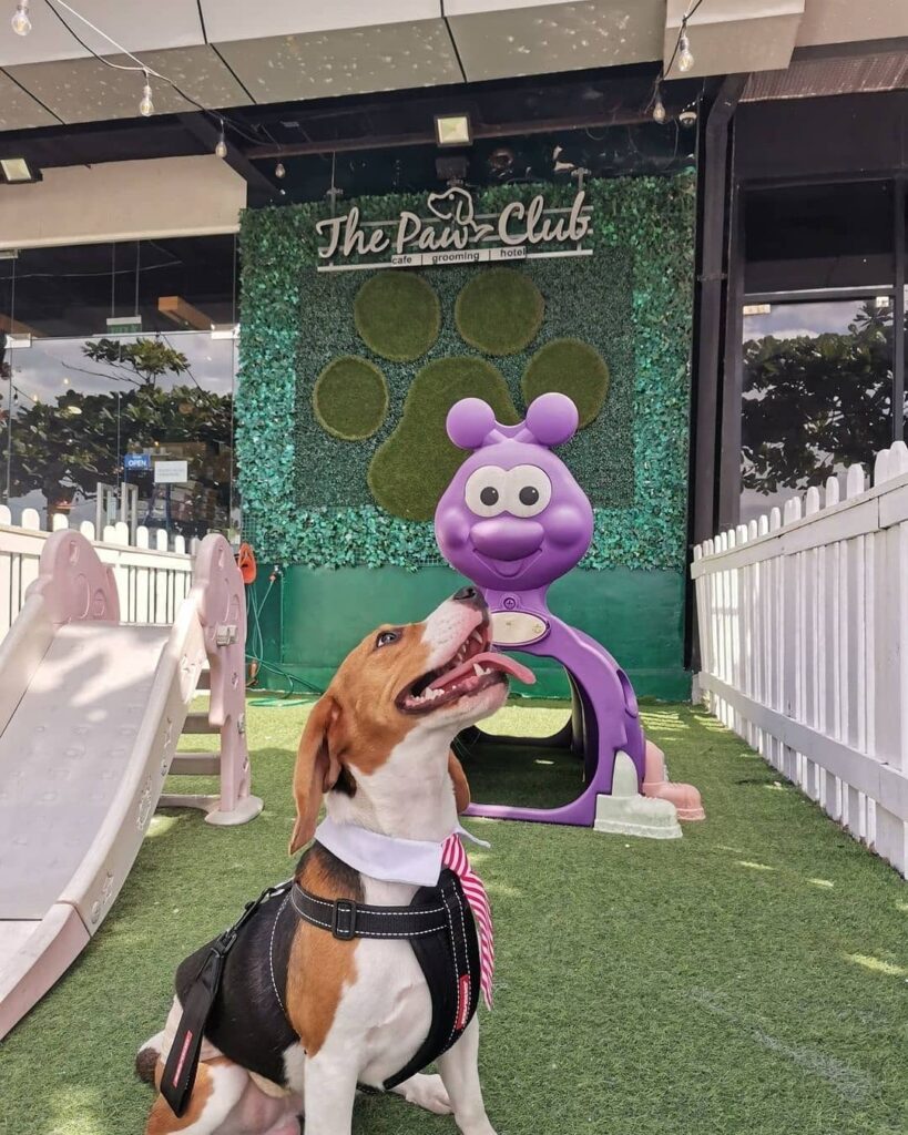 9 Pet-Friendly Cafes In the Metro Where Your Pets Can Play All Day