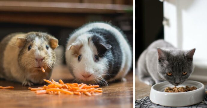 8 Things To Know Before Adopting A Pet In The Philippines