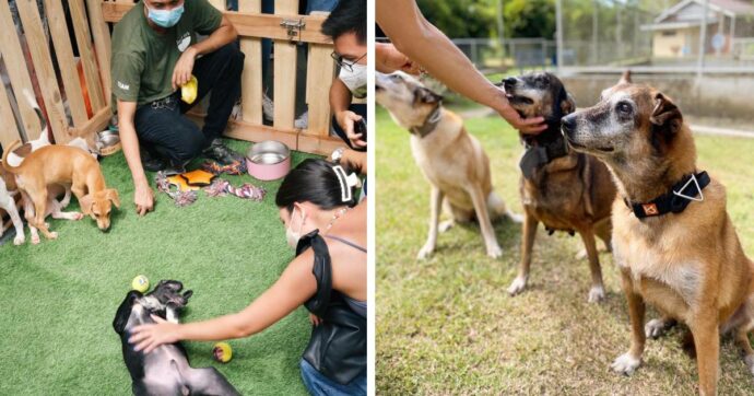 8 Things To Know Before Adopting A Pet In The Philippines