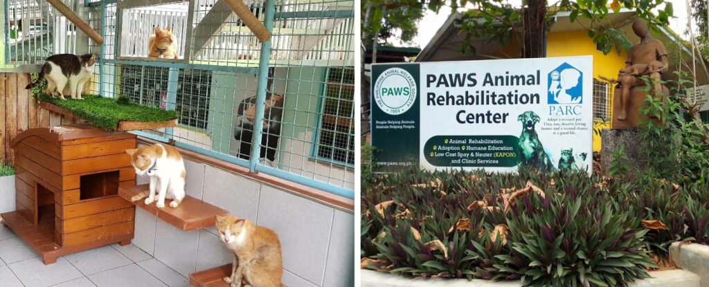 8 Things To Know Before Adopting A Pet In The Philippines