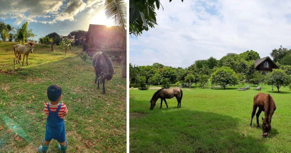 Ybonita Farm And Villas, Batangas: Villas In Nature & Feeding Animals