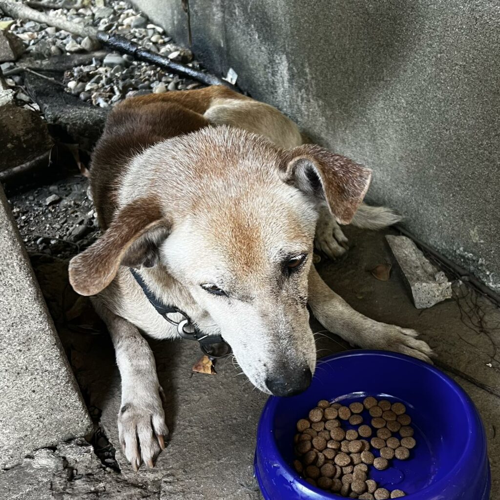Morgan The Dog That Waited For His Owner Outside Hospital For A Year